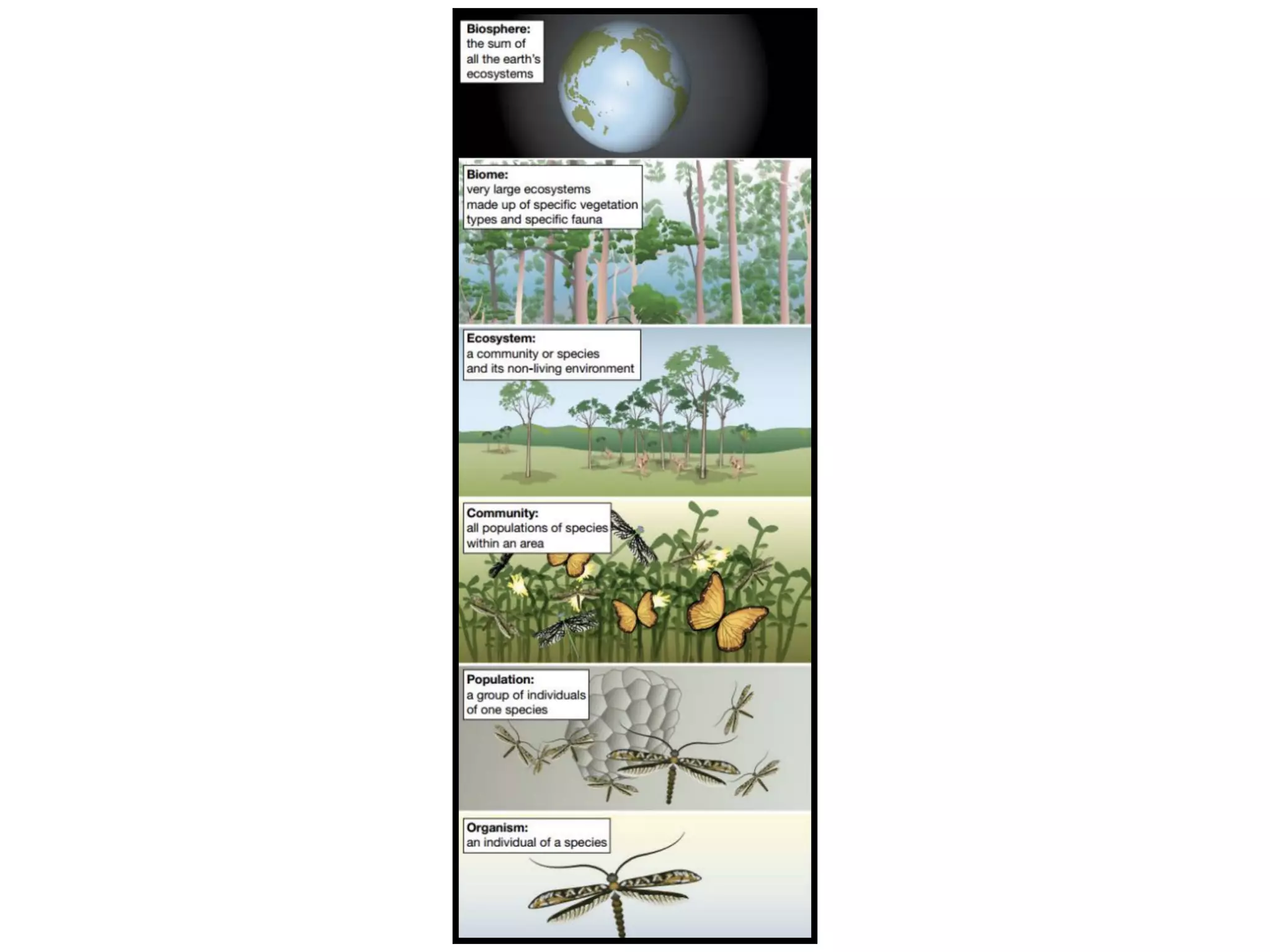 Sustainable biomes | PDF