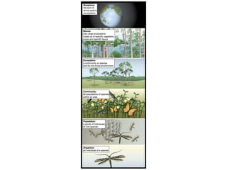 Sustainable biomes | PDF