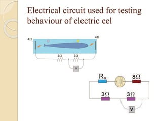 Sustainable electric energy micro generation system based on electric | PPT