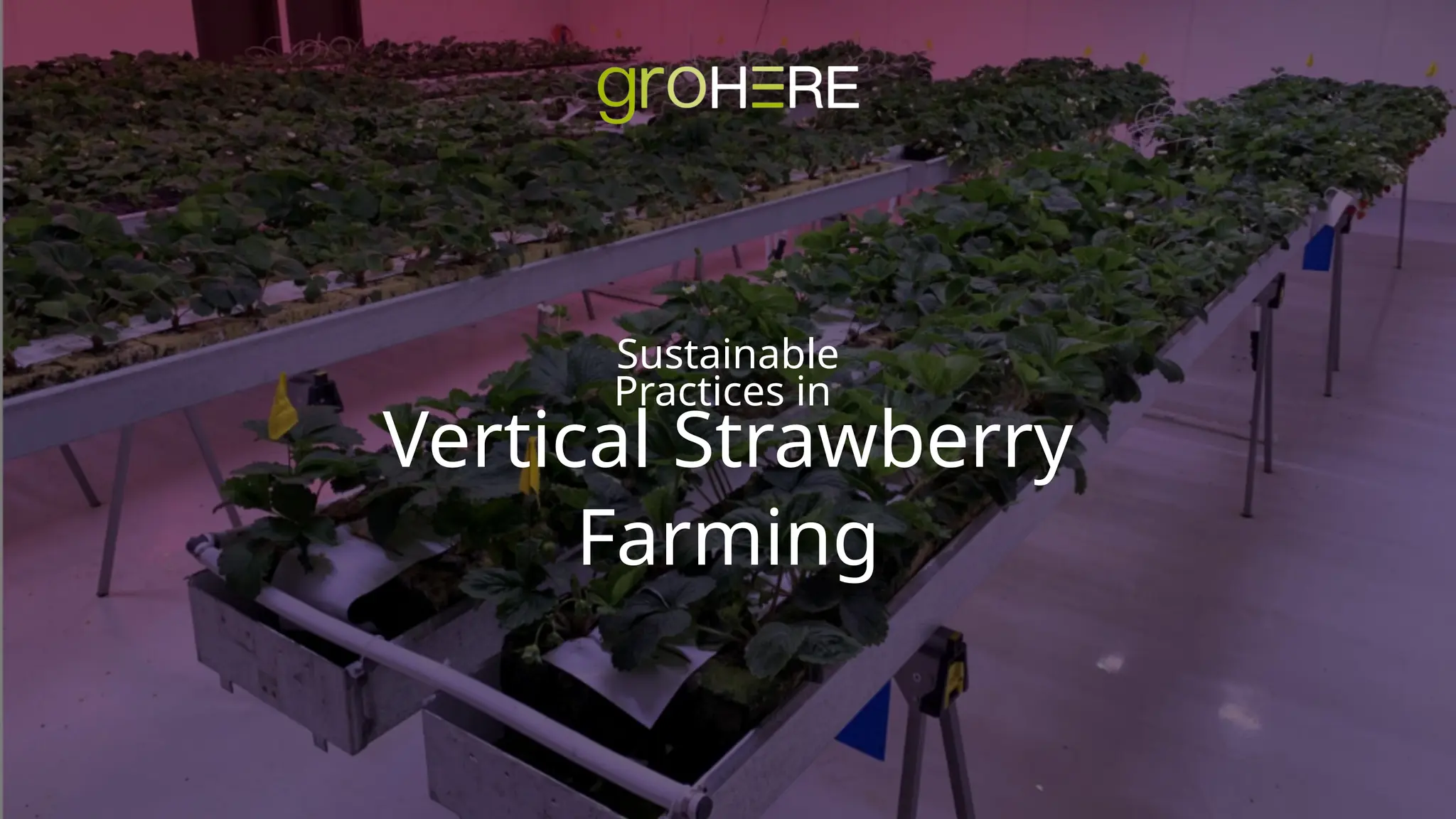 Sustainable Practices in Vertical Strawberry Farming.pptx