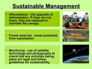 Sustainable rainforest management | PPT