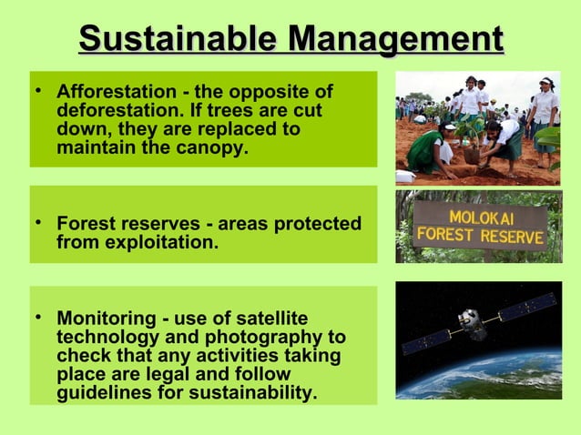 Sustainable rainforest management | PPT