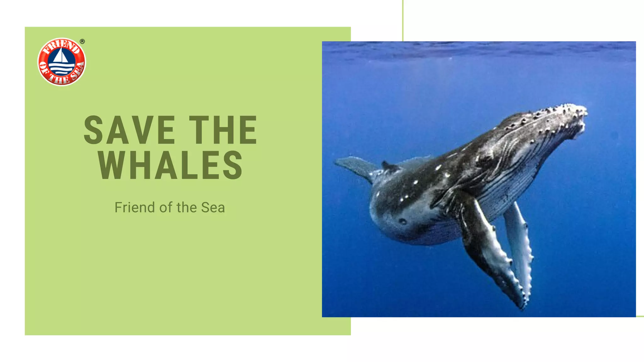 Save the Whales-Engaged Species. | PPT