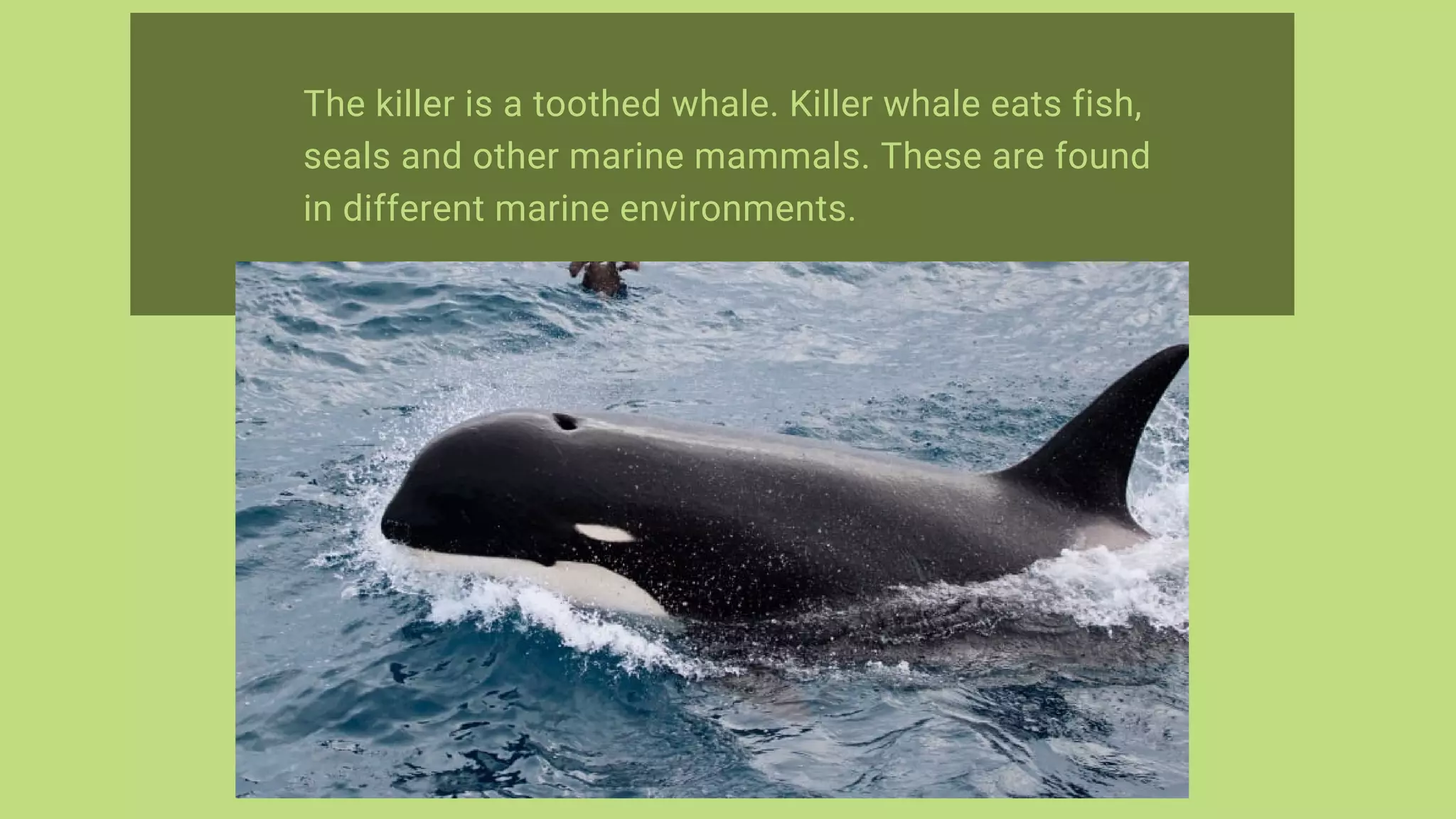 Save the Whales-Engaged Species. | PPT