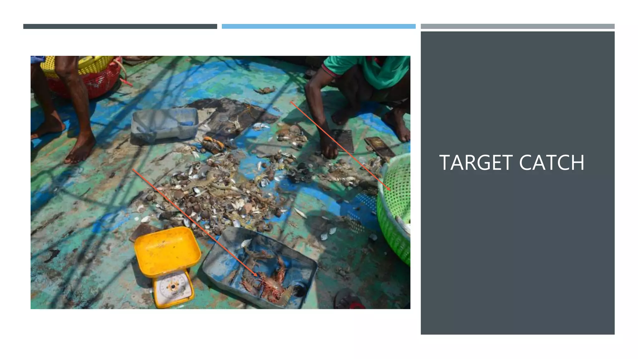 Sustainable trawl fishing and sampling methodology | PPT
