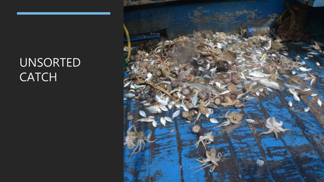 Sustainable trawl fishing and sampling methodology | PPT