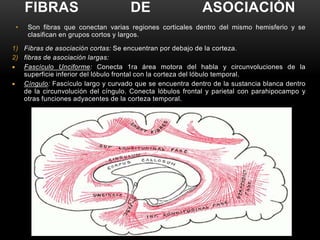 Sustancia blanca hemisferios cerebrales | PPTX