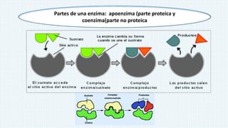 Sustancias quimicas de la materia viva 10°año | PPT