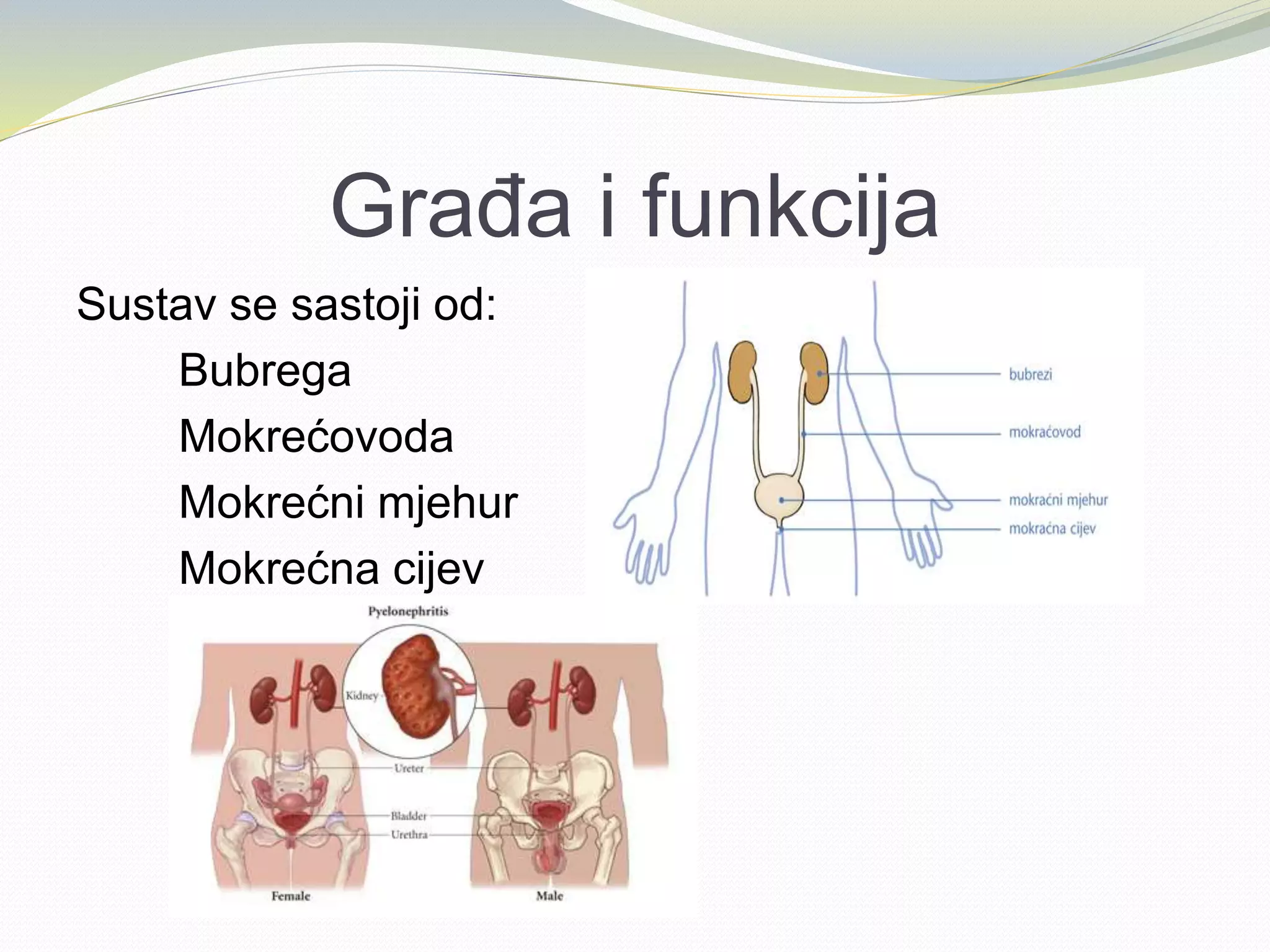 Sustav organa za izlučivanje | PPTX