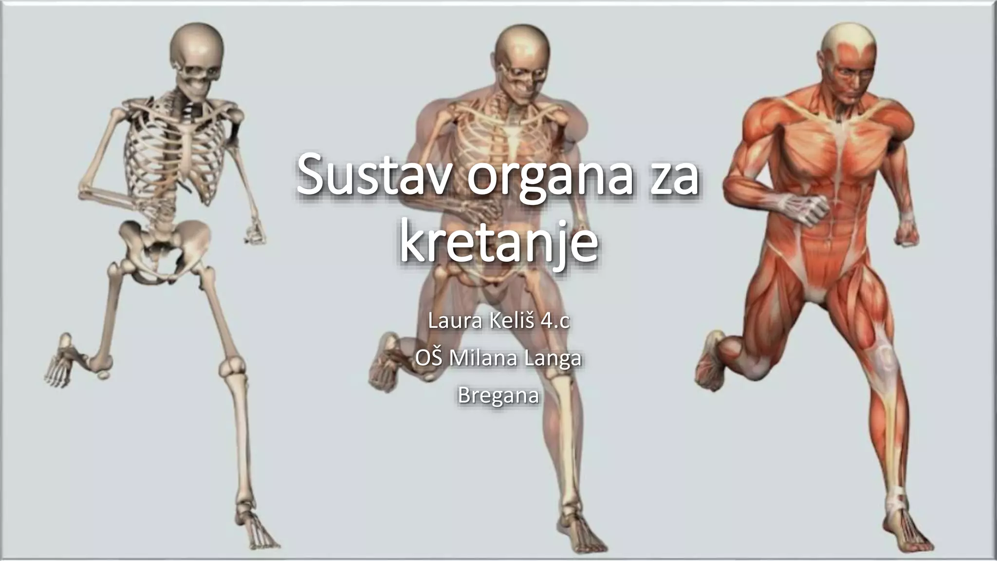 Sustav organa za kretanje | PPTX
