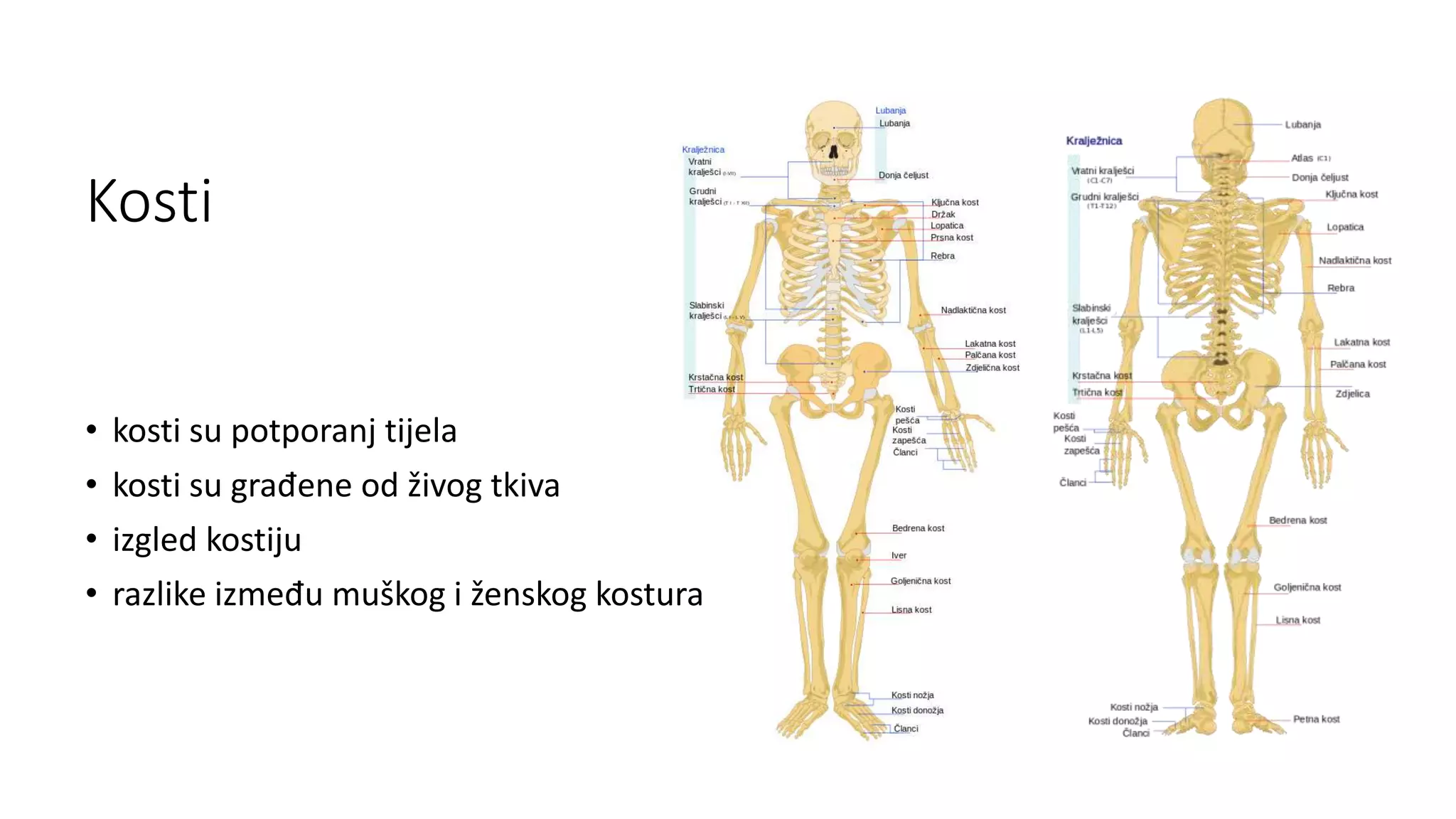 Sustav organa za kretanje | PPTX