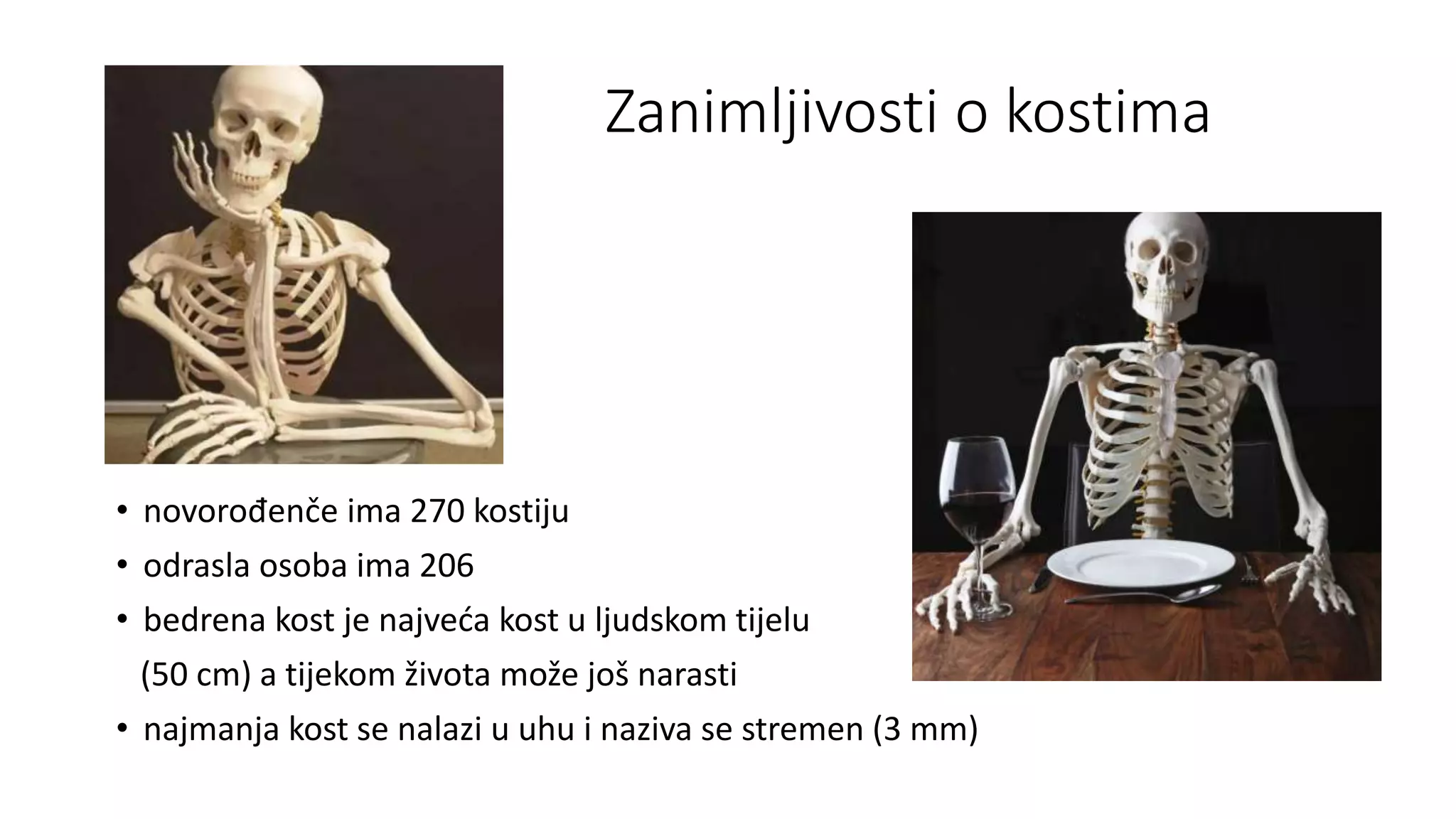 Sustav organa za kretanje | PPTX