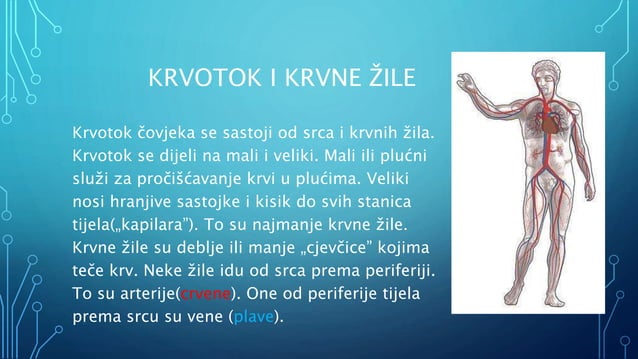 Sustav organa za krvotok mara r. | PPTX