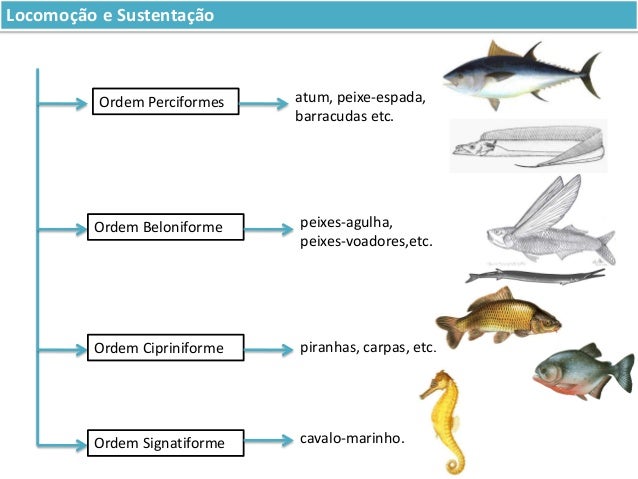 Sustentação e locomoção nos vertebrados