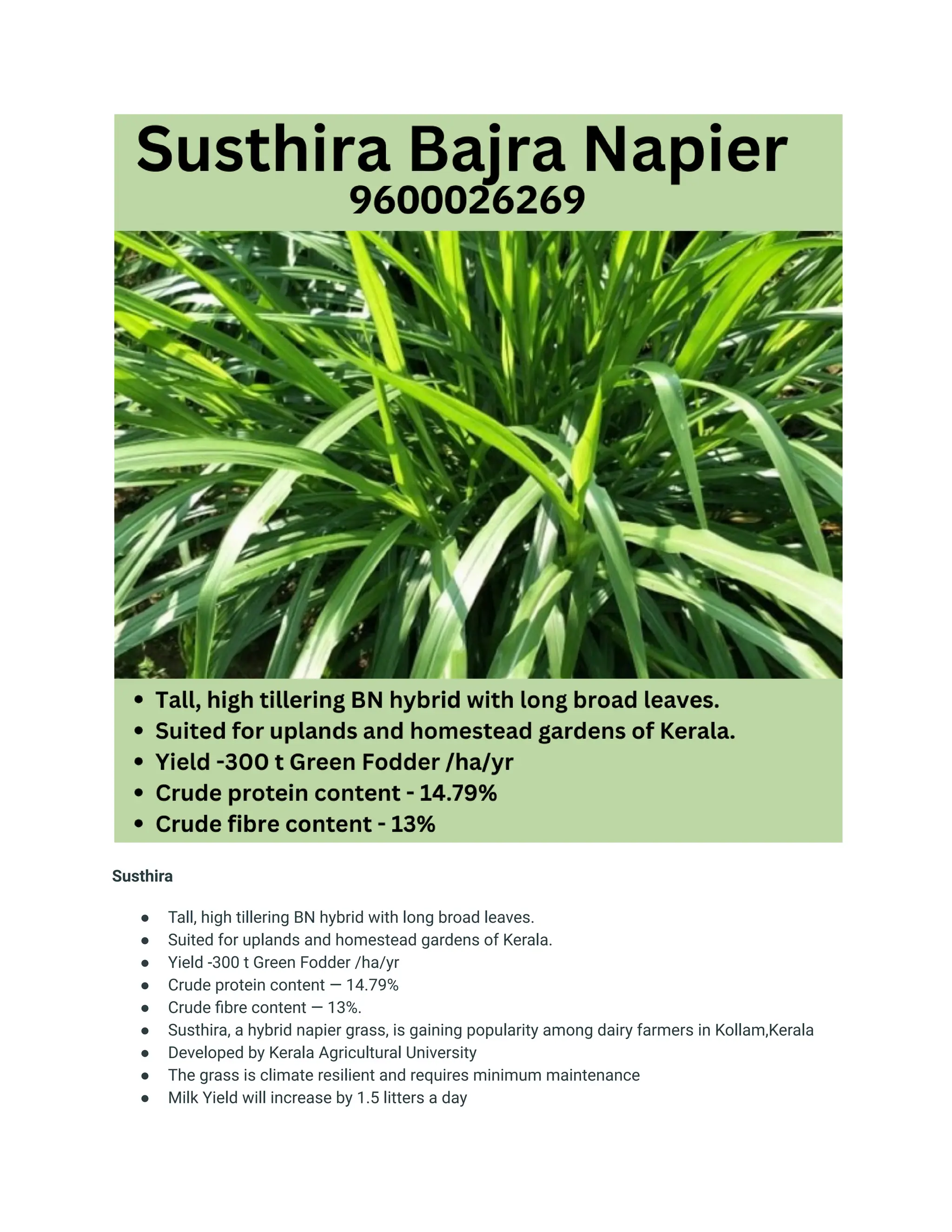 Susthira Bajra Napier Grass Fodder Kerala | PDF