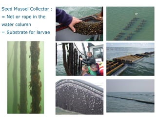 Sustainable Mussel Culture | PDF