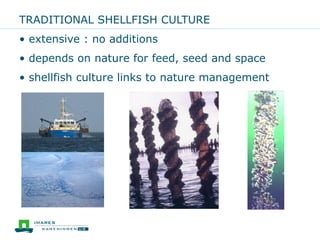 Sustainable Mussel Culture | PDF