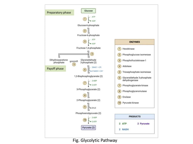 SUBSTRATE LEVEL PHOSPHORYLATION IN GLYCOLYSIS | PPTX