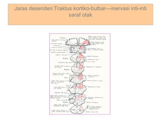 Susunan saraf (neuroanatomi) | PPT