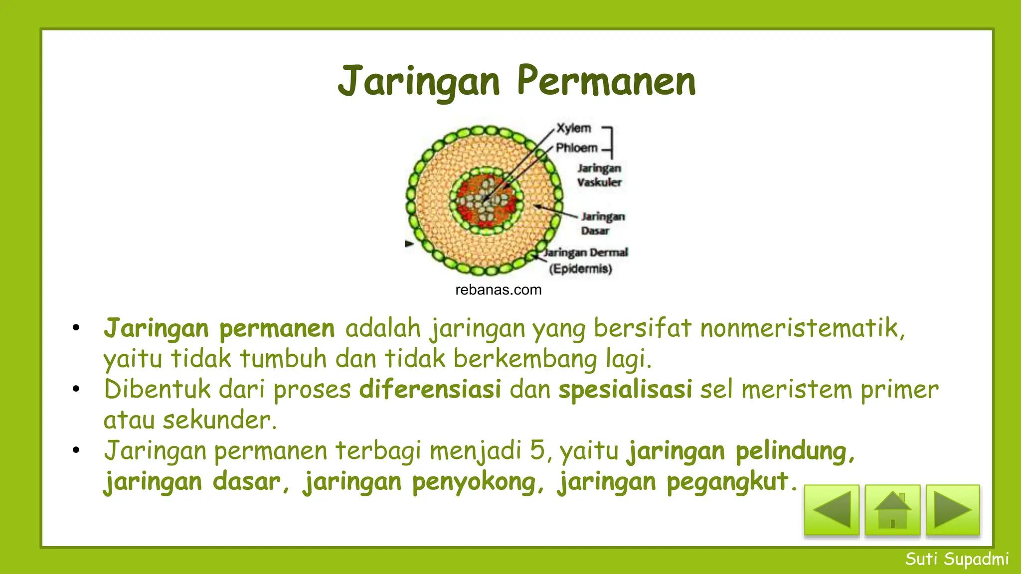 Media Pembelajaran Struktur dan Jaringan pada Tumbuhan | PPTX