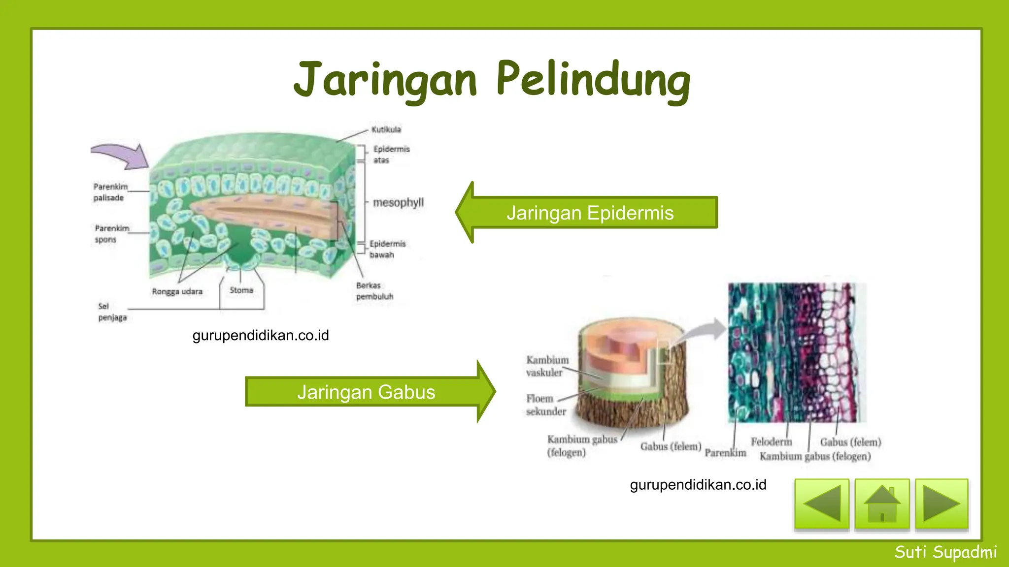 Media Pembelajaran Struktur dan Jaringan pada Tumbuhan | PPTX