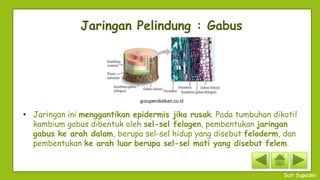 Media Pembelajaran Struktur dan Jaringan pada Tumbuhan | PPTX
