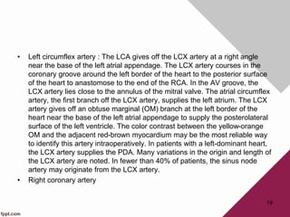the normal heart | PPT