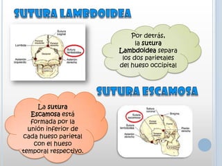 Suturas y fontanelas | PPTX