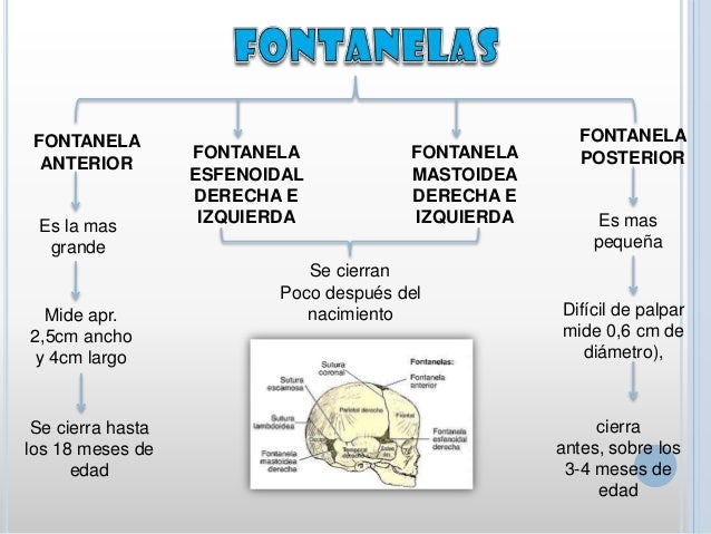Suturas y fontanelas