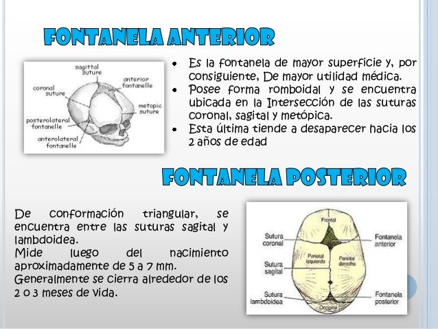 Suturas y fontanelas