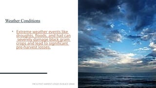 Pre and post harvest losses in black gram | PPTX