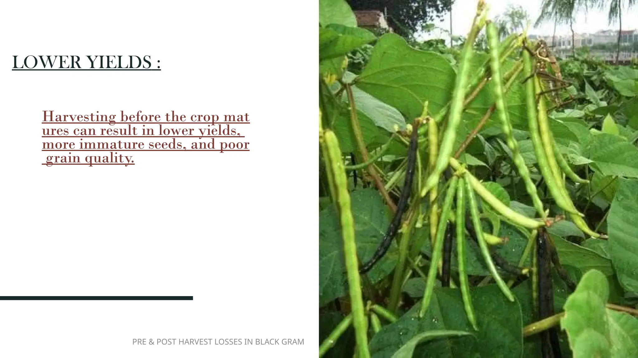Pre and post harvest losses in black gram | PPTX