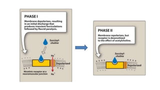 Suxamethonium | PPT
