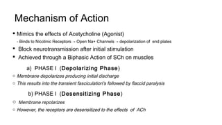 Succinylcholine Mechanism Of Action