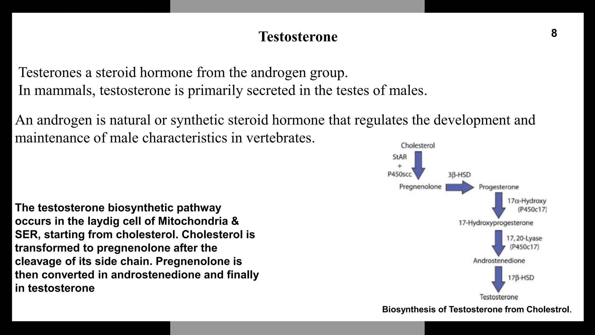 Male Sex Hormones Biosynthesisfunctions Ppt