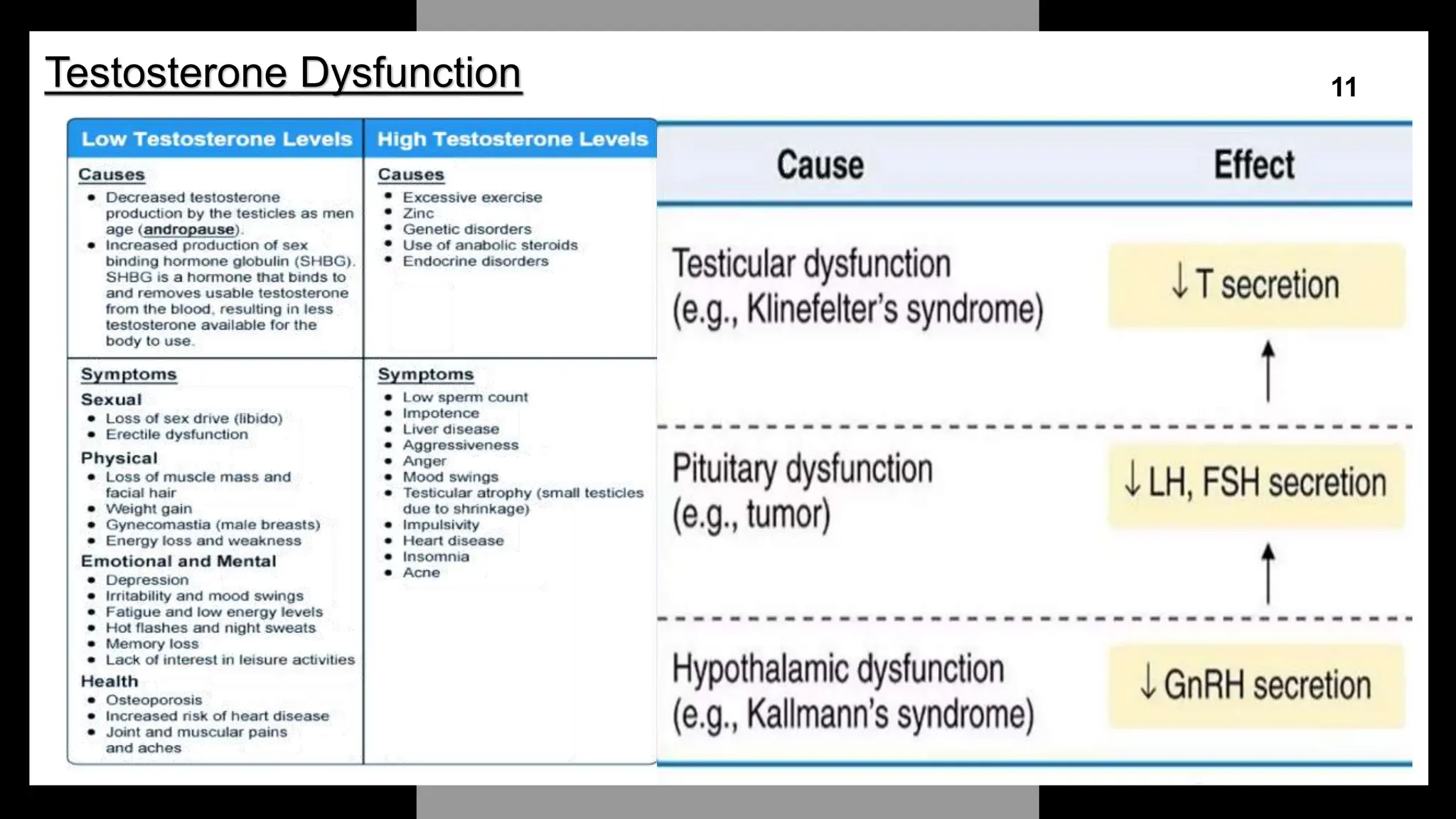 Male Sex Hormones Biosynthesis Functions Pptx