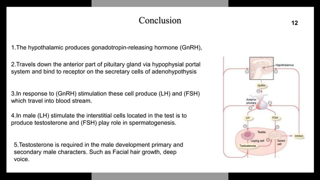 Male Sex Hormones Biosynthesis Functions Pptx
