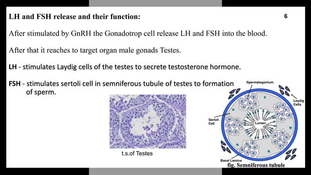 Male Sex Hormones Biosynthesis Functions Pptx