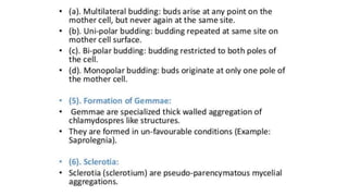 Reproduction & Replication of Fungi and Virus | PPTX