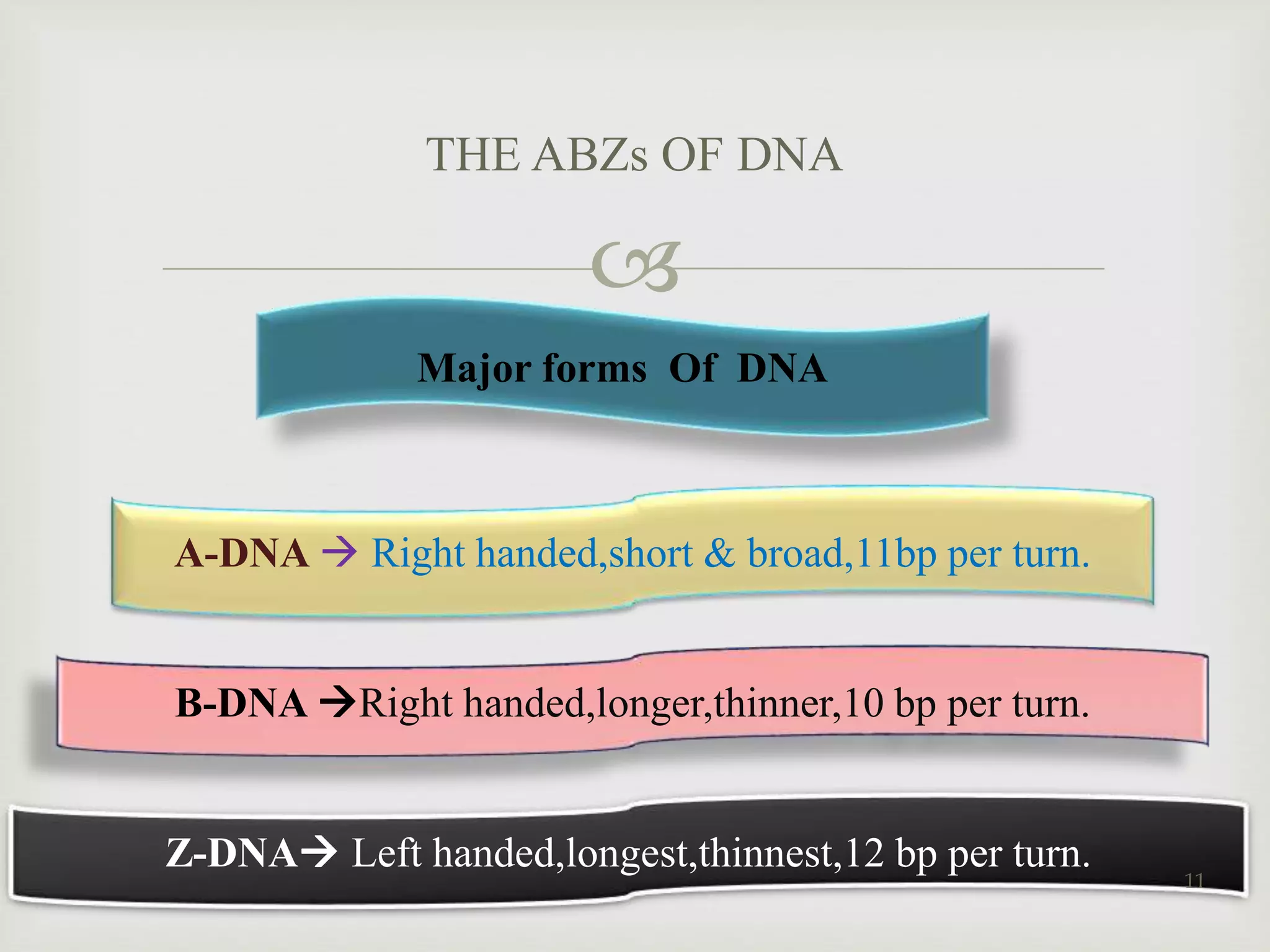 a b and z dna | PPTX