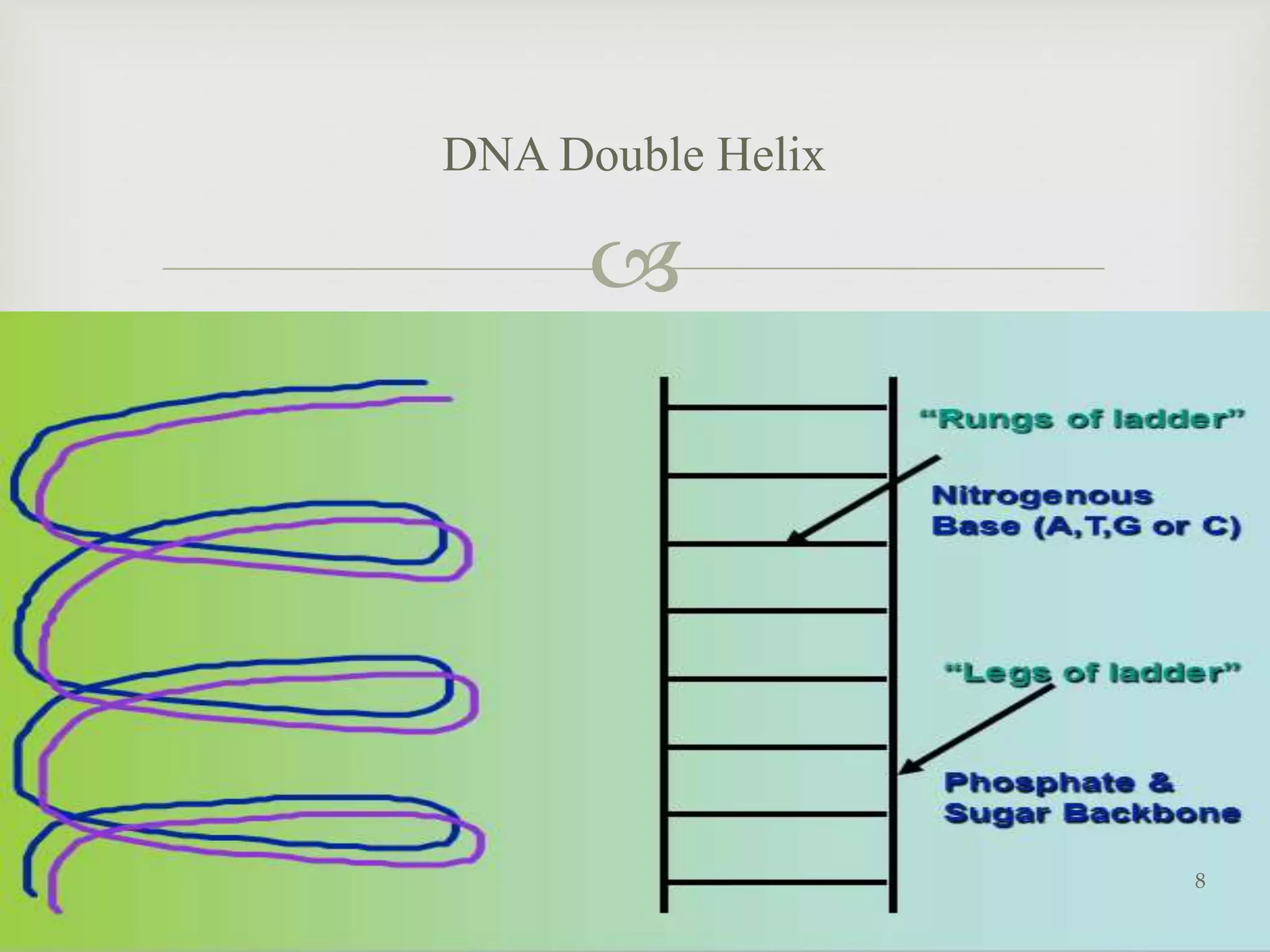 a b and z dna | PPTX