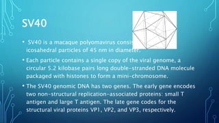 Sv 40 | PPTX