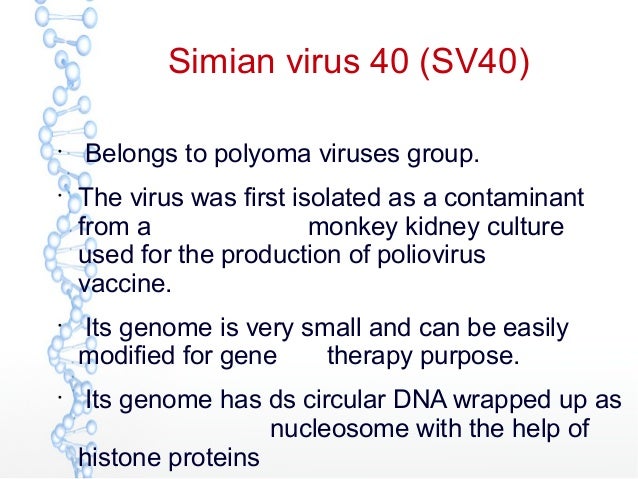 Sv40 virus