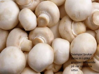 Svamp | PPTX