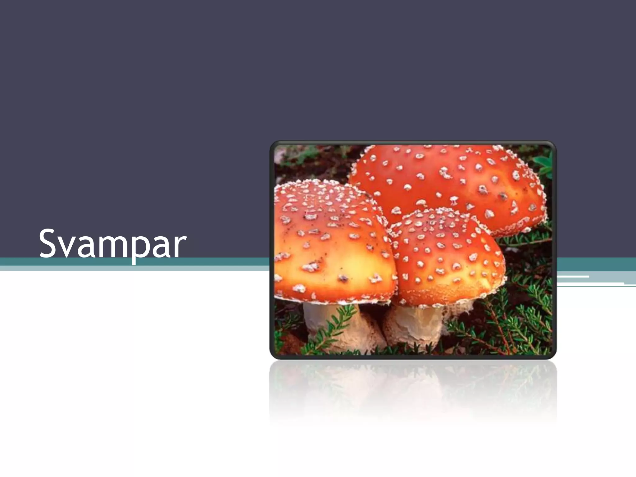 Svampar | PPT