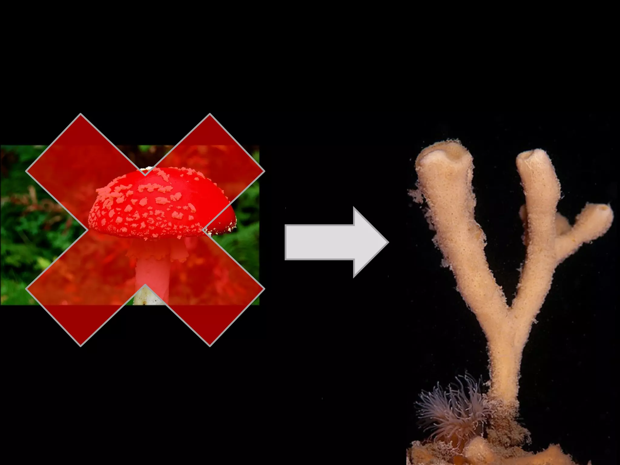 Svampdjur power point | PPT