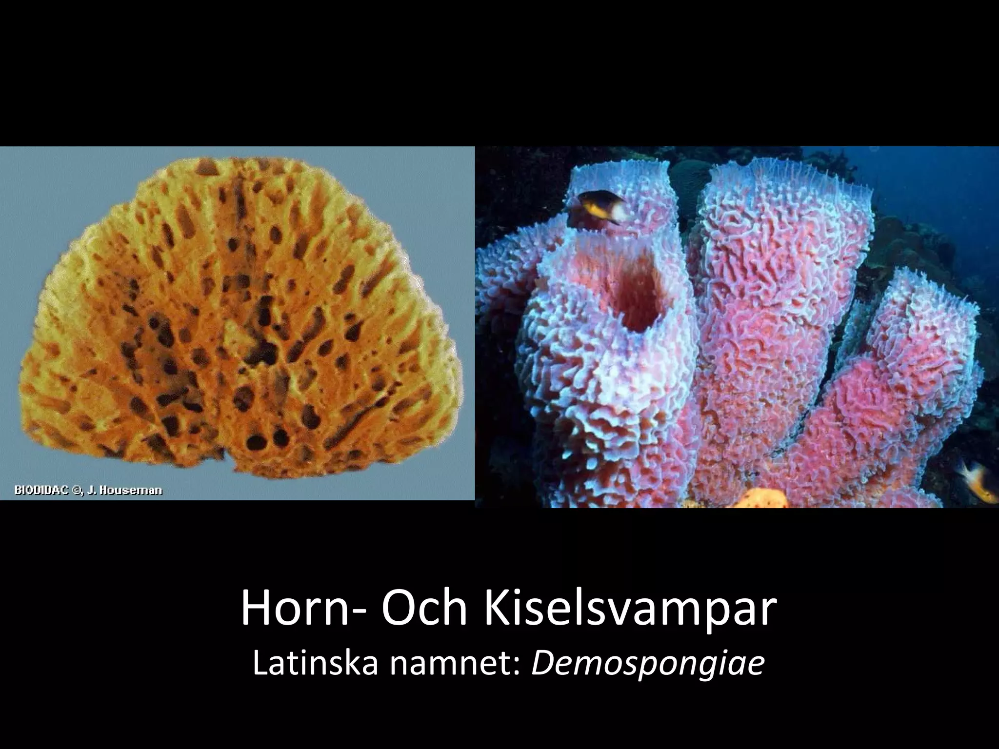 Svampdjur power point | PPT