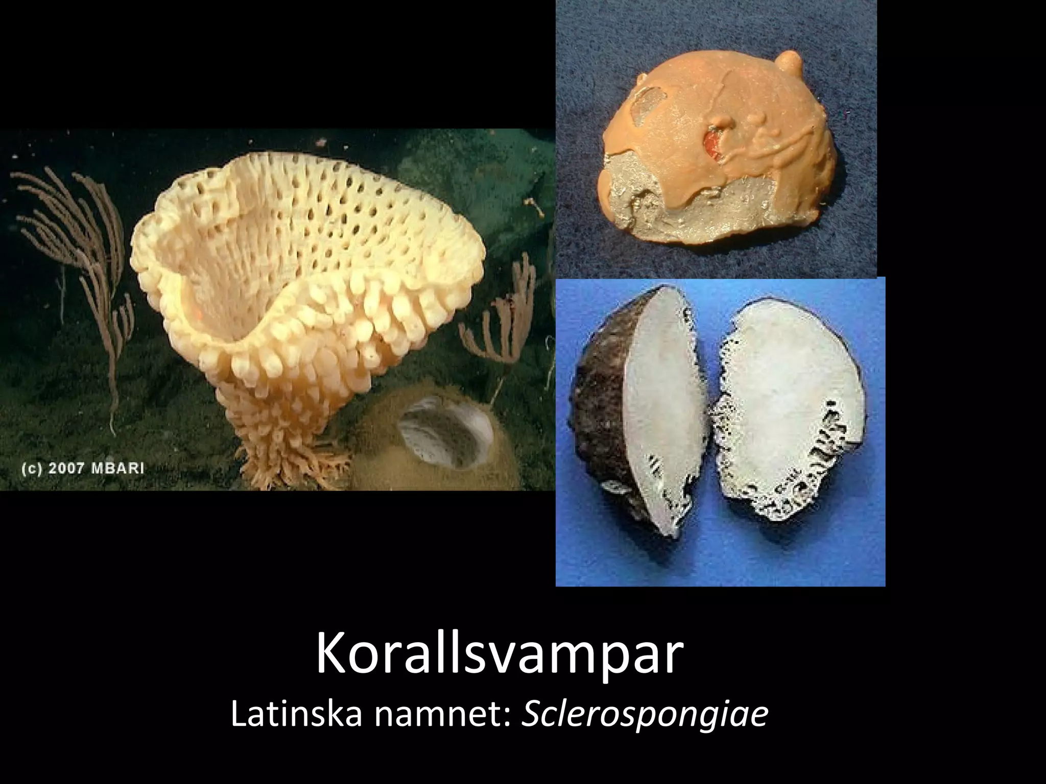 Svampdjur power point | PPT
