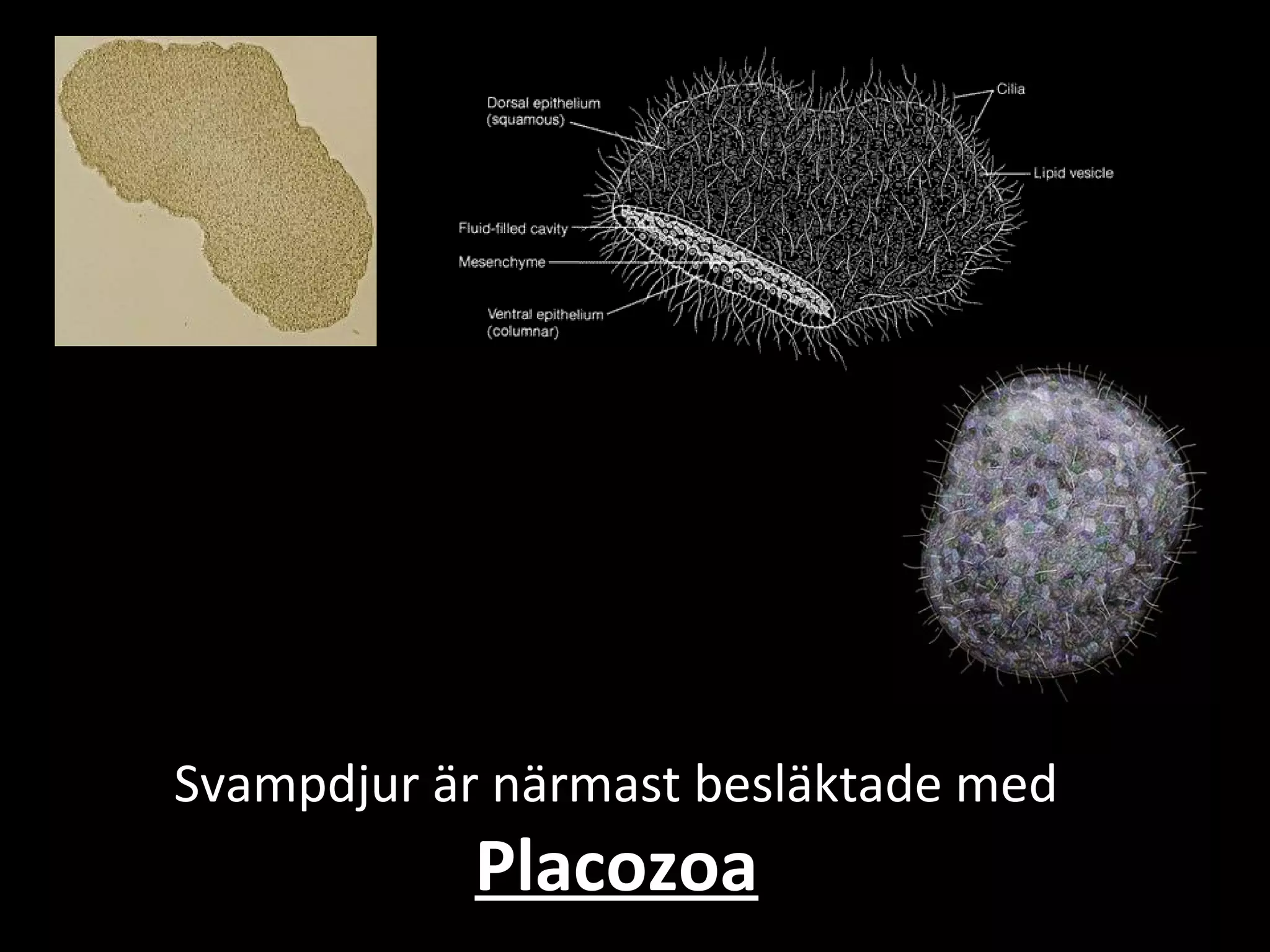Svampdjur power point | PPT