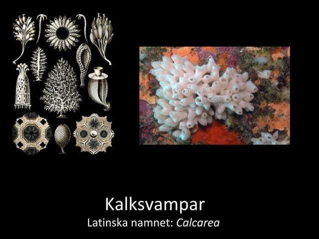 Svampdjur power point | PPT